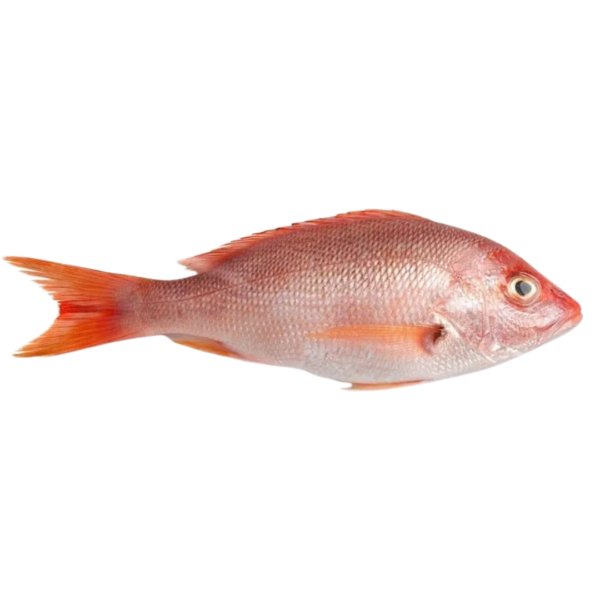 Fresh Fish – Ceylonwise